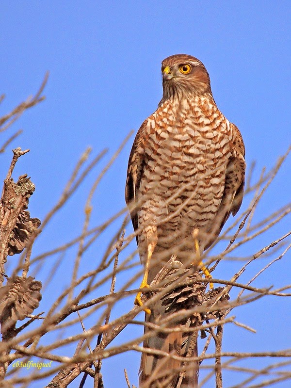 MIS AMIGAS LAS AVES: Gavilán común (Accipiter nisus)