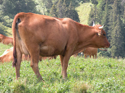 Vachement belles: Vaches tarines