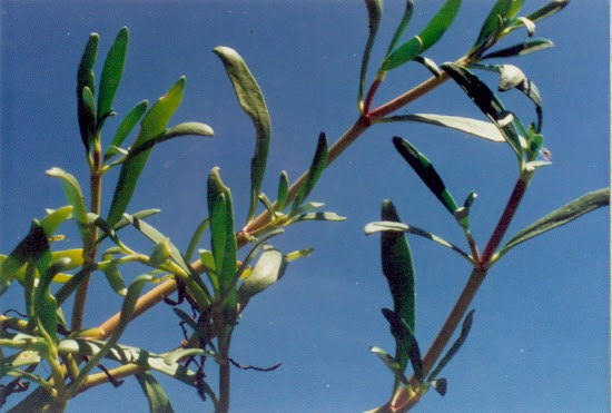 Living with Nature - School on Blog by Dr. Abercio V. Rotor: Wild food ...