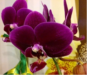 Koleksi Gambar Berbagai Macam Bunga Anggrek - ATH Aneka Tanaman Hias ...