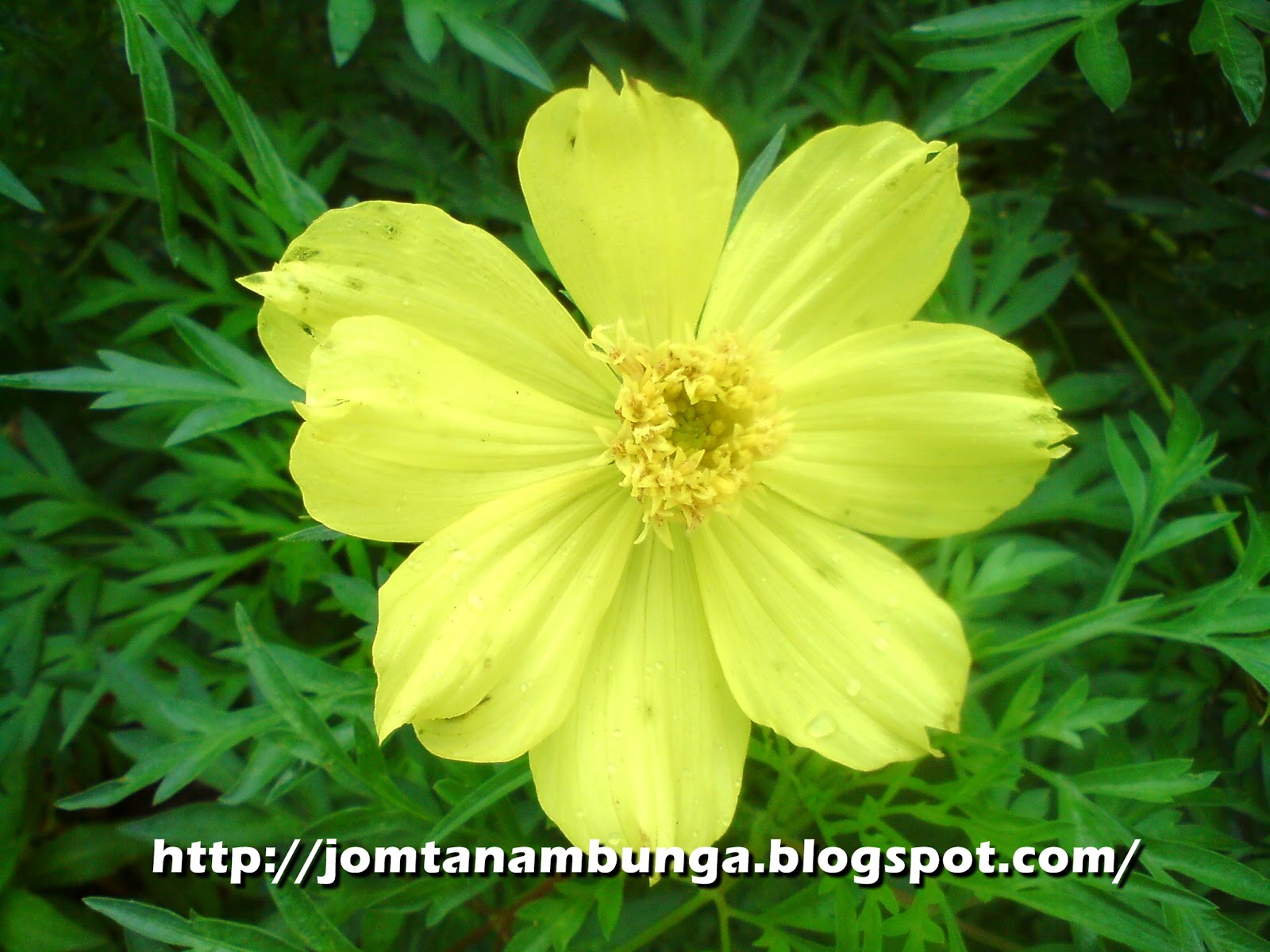 Jom Tanam Bunga: Cosmos - Boleh Dimakan?