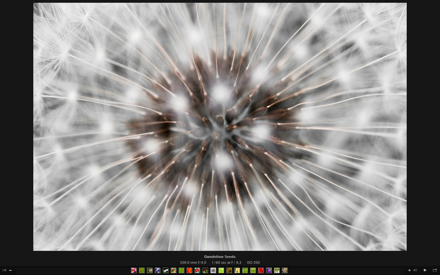 this camera could never lie: Macro Photography + Alessandro Zocchi