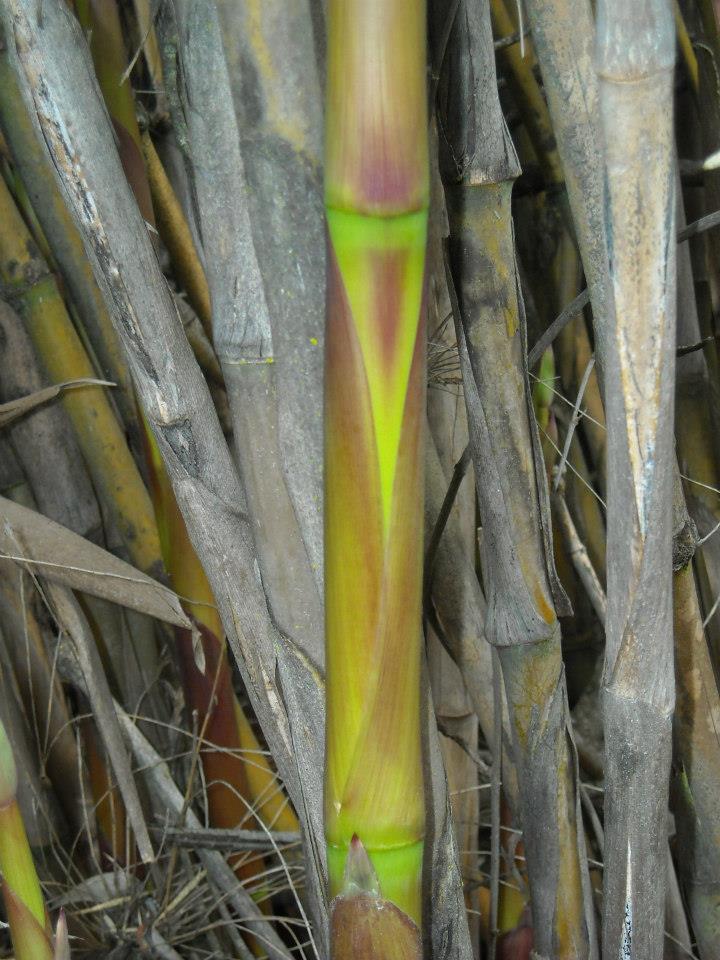 especies chilenas: La Quila chica o Colihue de la Zona Central ...