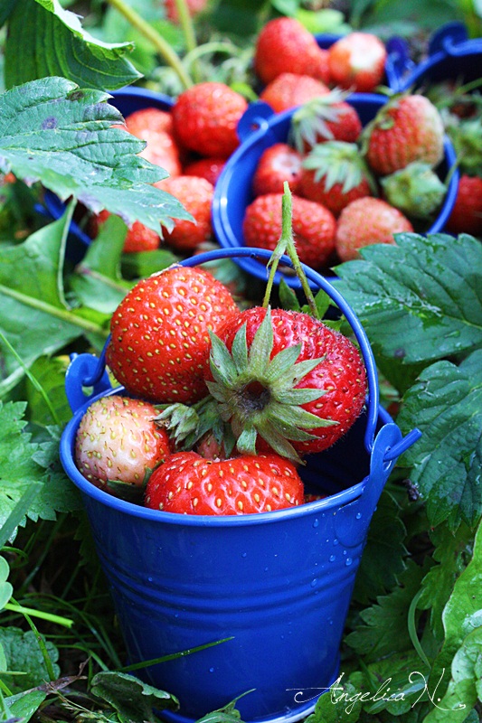 Angel's food: Frumoasa viata la tara...fructe din gradina:-)