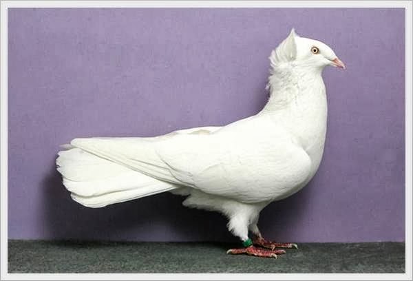 CooL PiGeons Breed - Musmech
