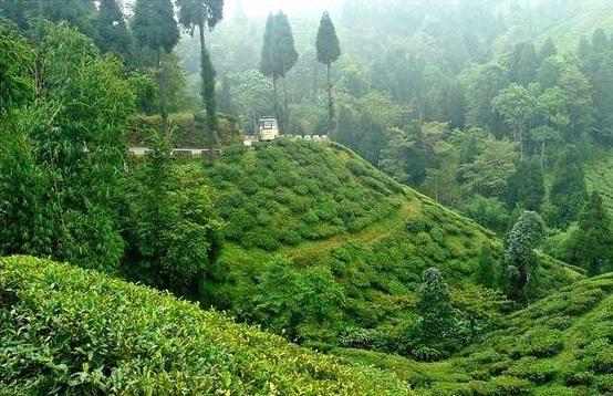 Dooars Ecoviillege: Beautiful Hill Station Trip at Mirik, Paradise for ...