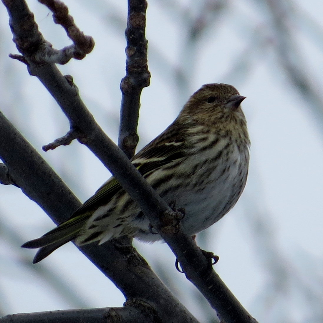 Jeremy Birder - The Bird Is The Word!: Paul Pratt's Group Birding Trip ...
