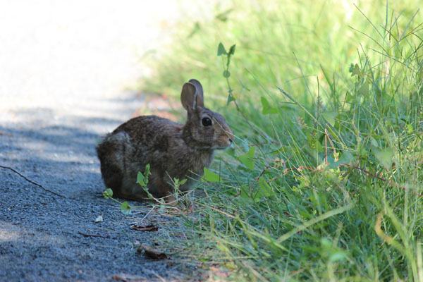 Exploring Photography with Joe Valencia: New Jersey Wildlife