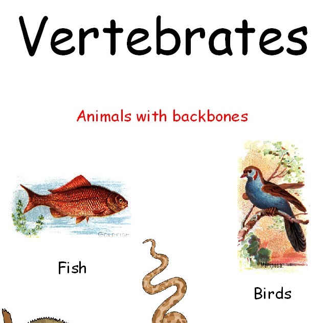 English El Zargal THE FIVE CLASSES OF VERTEBRATES