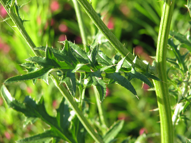 Plano Prairie Garden: Texas Thistle and American Basketflower