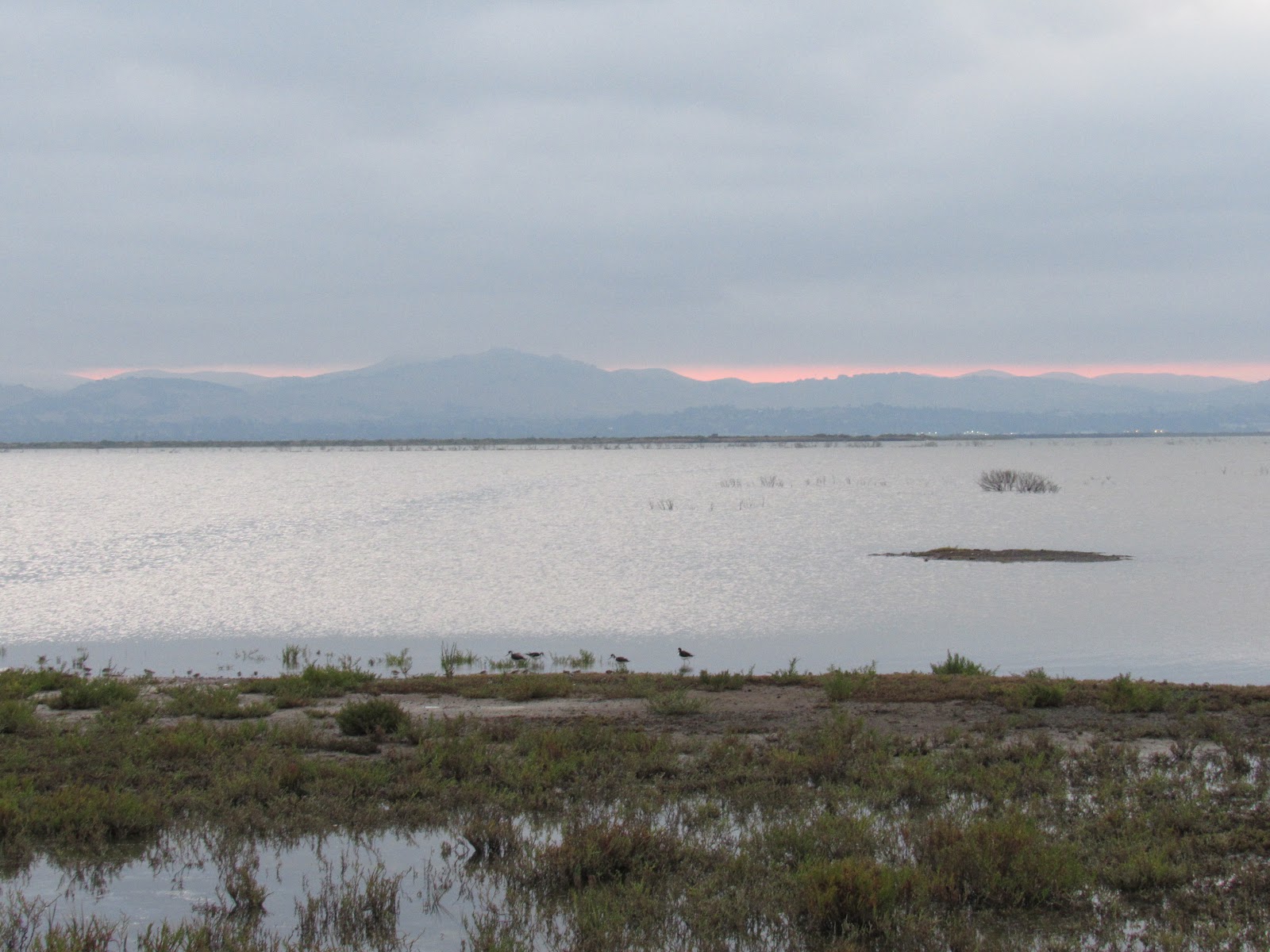 Wings and Daydreams: San Pablo Bay National Wildlife Refuge