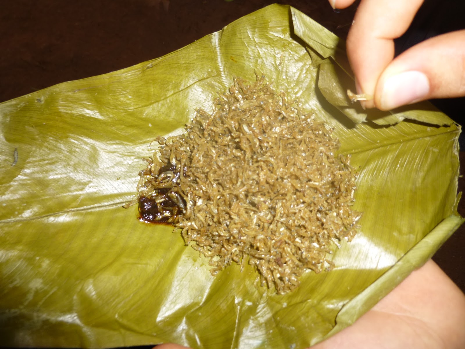 Elder Kade Edler Eppich: "I’m truly grateful to be a missionary in this ...