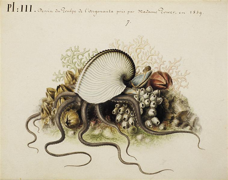 Caviglia's Cabinet of Curiosities: Phylum: Mollusca Class: Cephalopoda ...