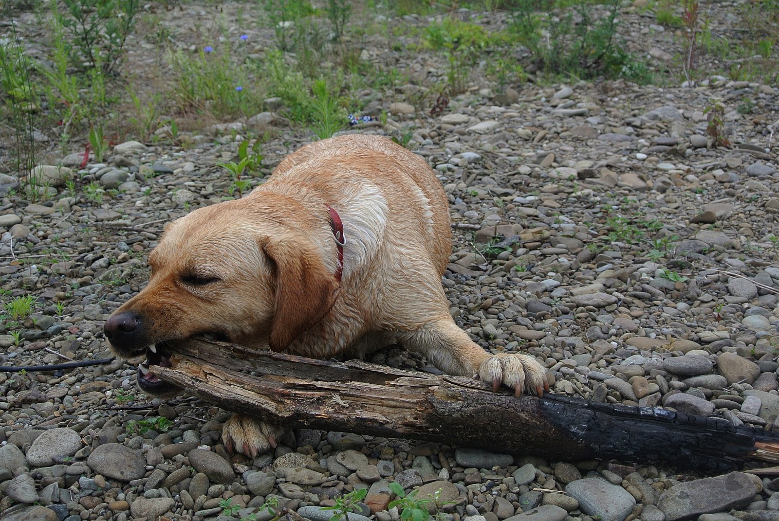 Luna - the yellow Labrador Retriever : Luna i Gorda - Niezapomniany spacer