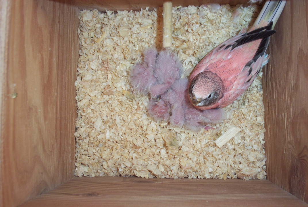 The Splendid Bourke Bird Blog: Red-Eyed Rosy Bourke Babies