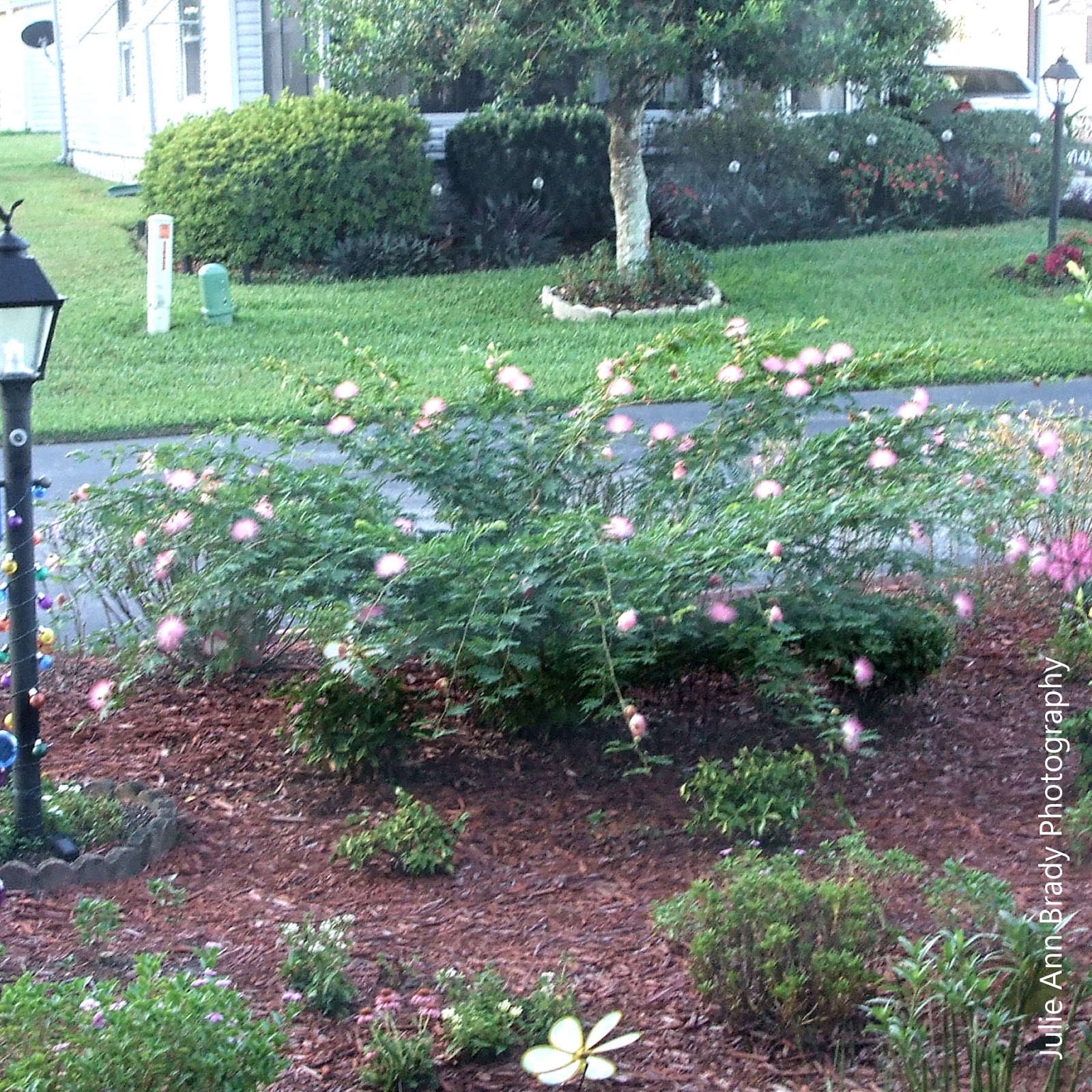 Julie Ann Brady : Blog On: Pink Powder Puff Calliandra surinamensis