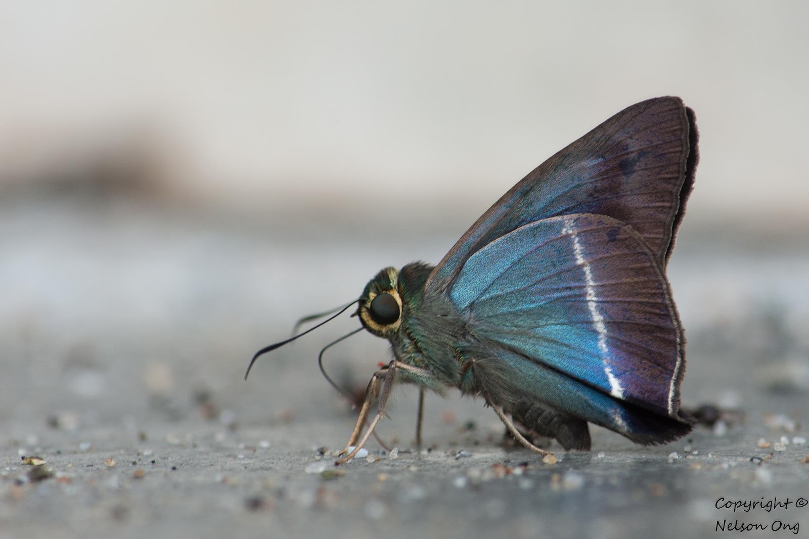 Butterflies of Singapore: Butterfly of the Month - March 2017