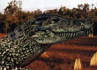 Centre for Fortean Zoology Australia: Quinkana - the land crocodile