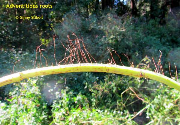 BeautifulNativePlants: Plants have hormones, too