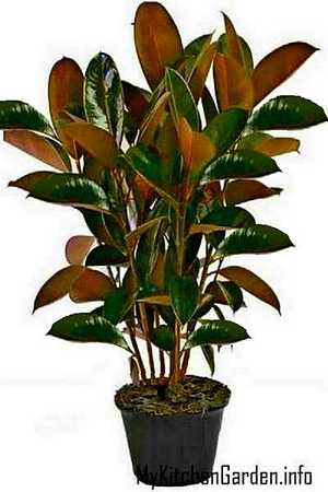 How To Prune Rubber Tree Plant