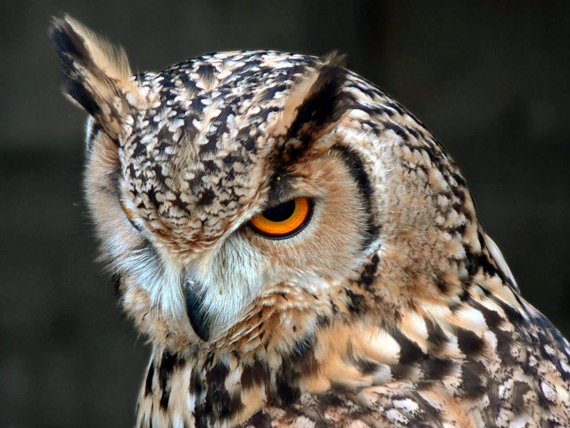 IMÁGENES Y FOTOS DE ANIMALES: Búho