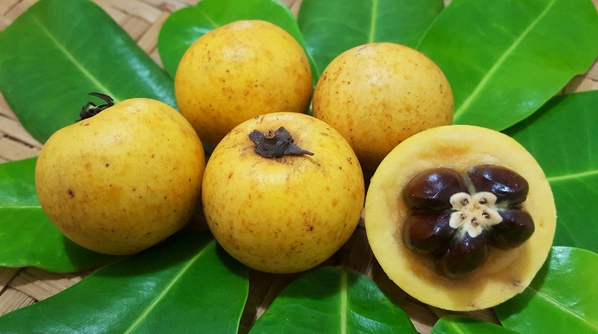 O Verde Gratuito: Abricó da Praia