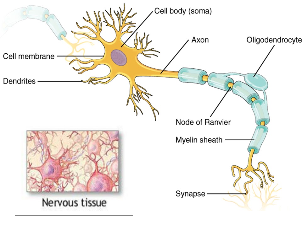 SONU ACADEMY: NERVE TISSUE- TEXT SONU ACADEMY: NERVE TISSUE- TEXT