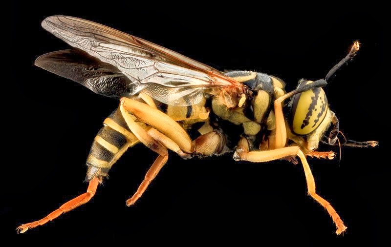 The Flying Tortoise: The Most Amazing Detailed Close Up Photo Images Of ...