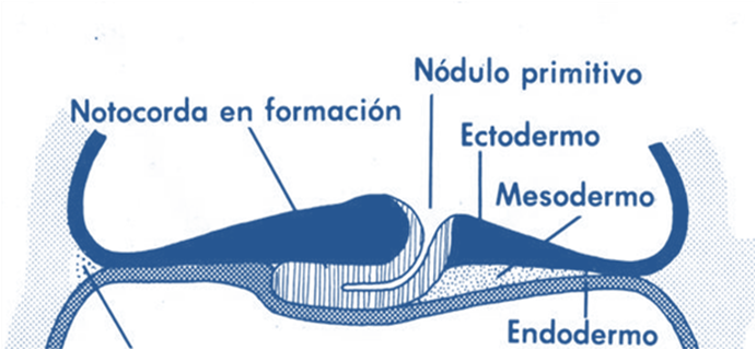Morfo Estomatognático I