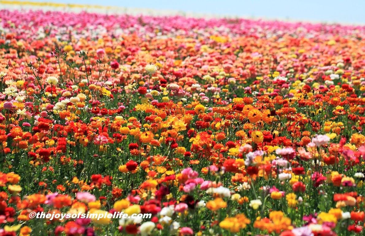 The Joys of Simple Life: Flower Happiness :)