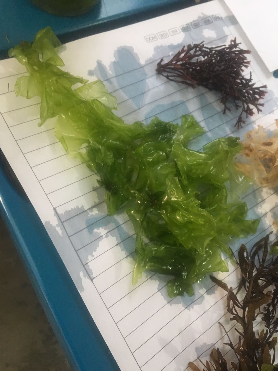 Estudo da Biologia: Aula prática - filo Talofítas