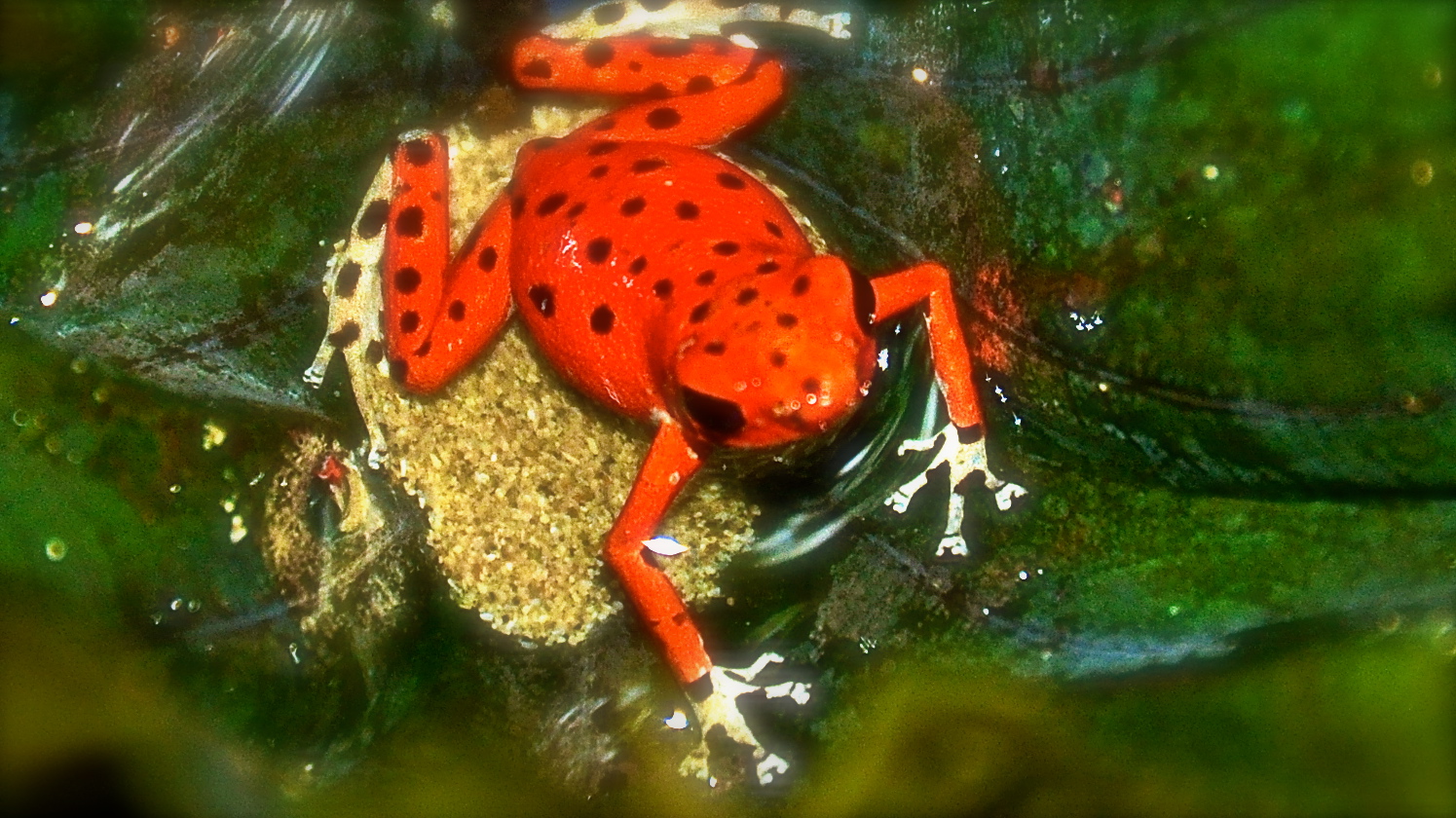 El misterio de la rana roja ~ El LoBo BoBo,... un blog de viajes