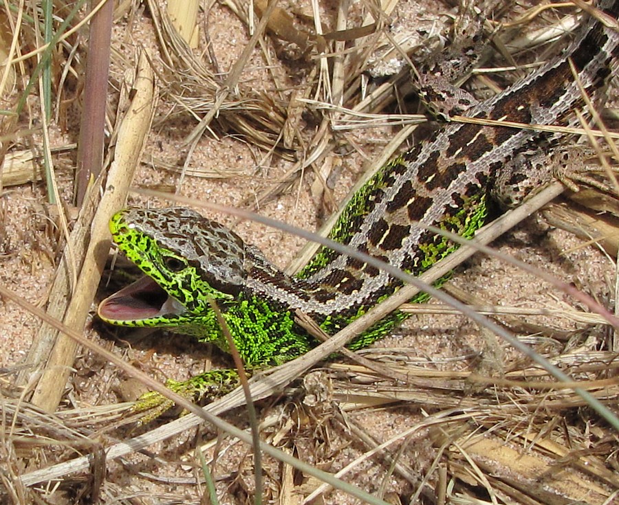 Wildwings and Wanderings: Powerstock Common and Sand Lizards at Dawlish ...