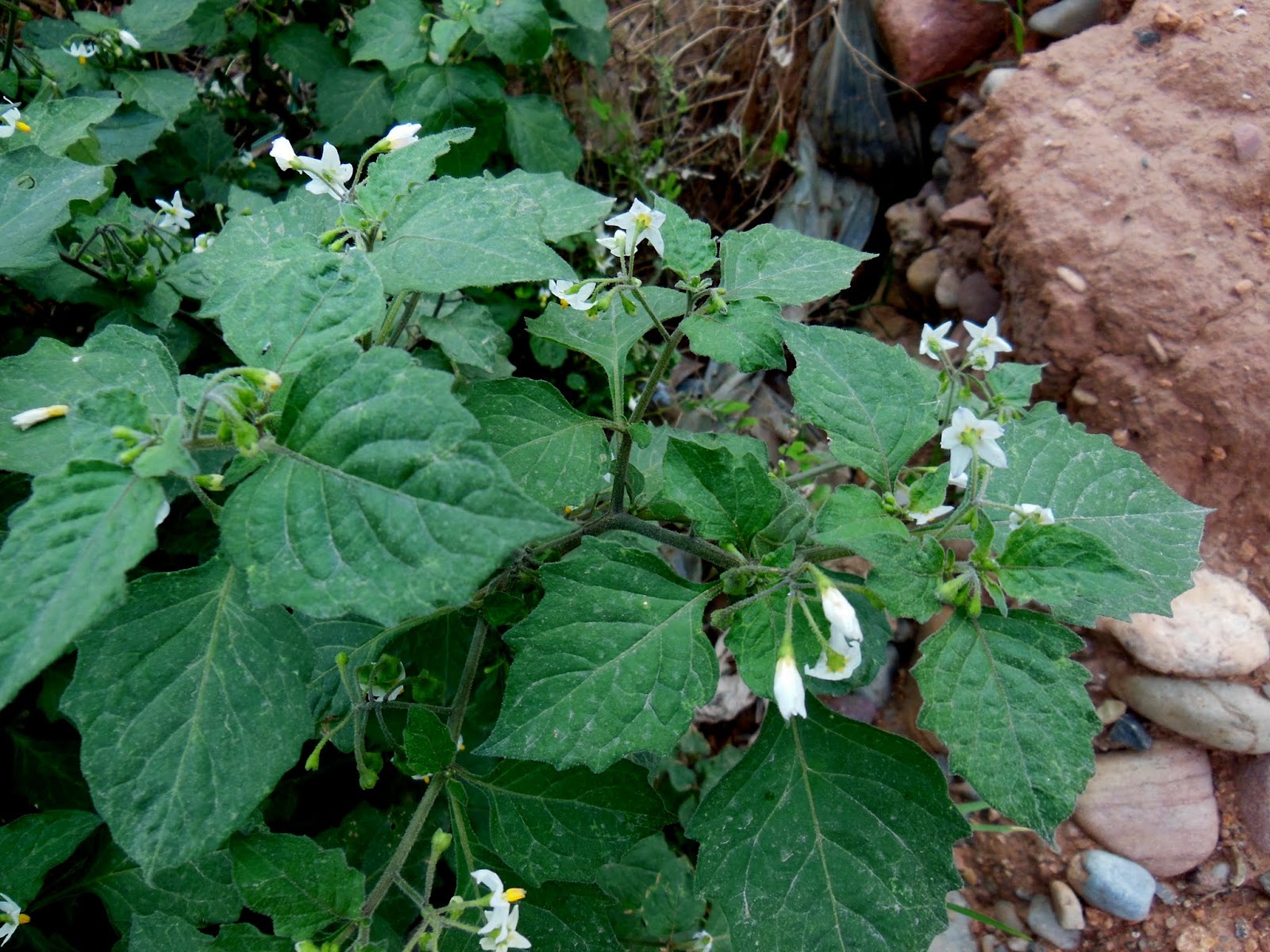 naturconsejos: HIERBA MORA (Solanum nigrum)