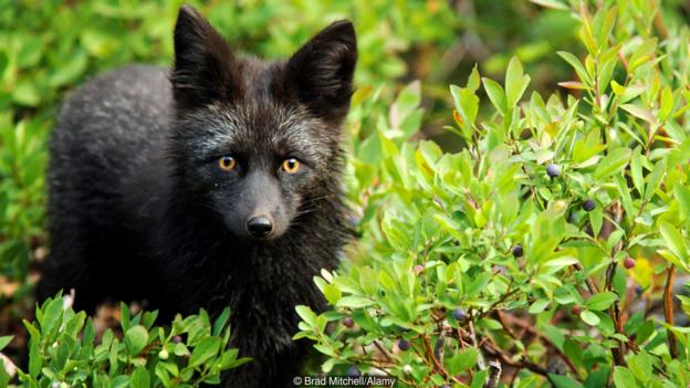 Selective breeding in Russia domesticated Foxes over a 50 year program ...