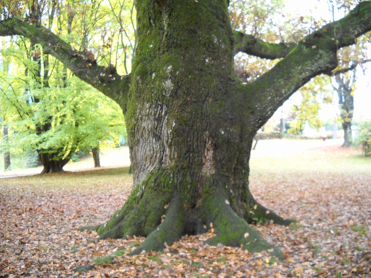 Ho incontrato un albero: Farnia