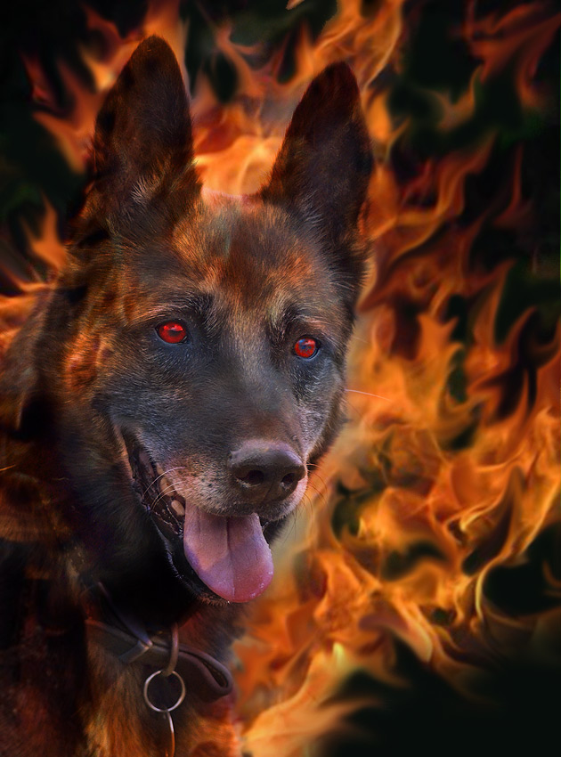 WILDLIFE GATEWAY: Transformation d'un chien!