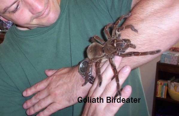 Collections: Big Giant Bugs & Insects