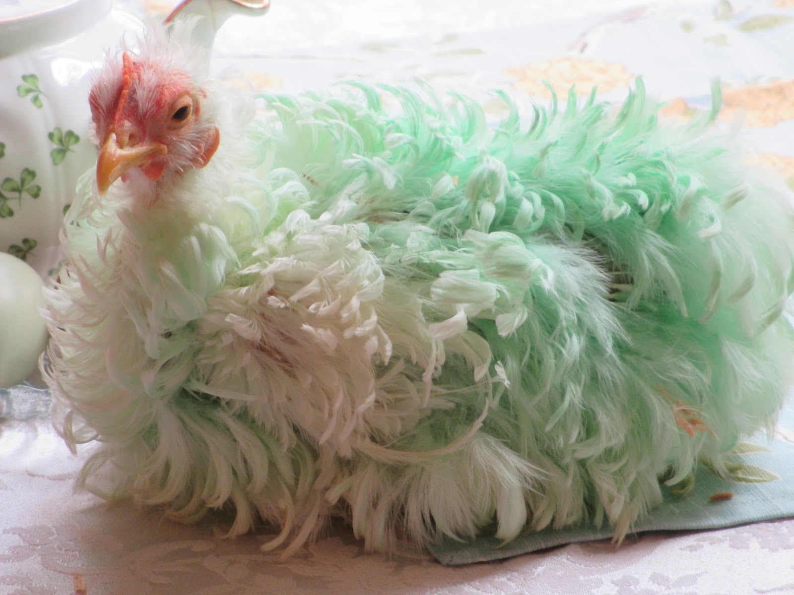 From Cedar Pond to Laughing Dove Farm : Silly-Frilly Chicken Is Wearing ...