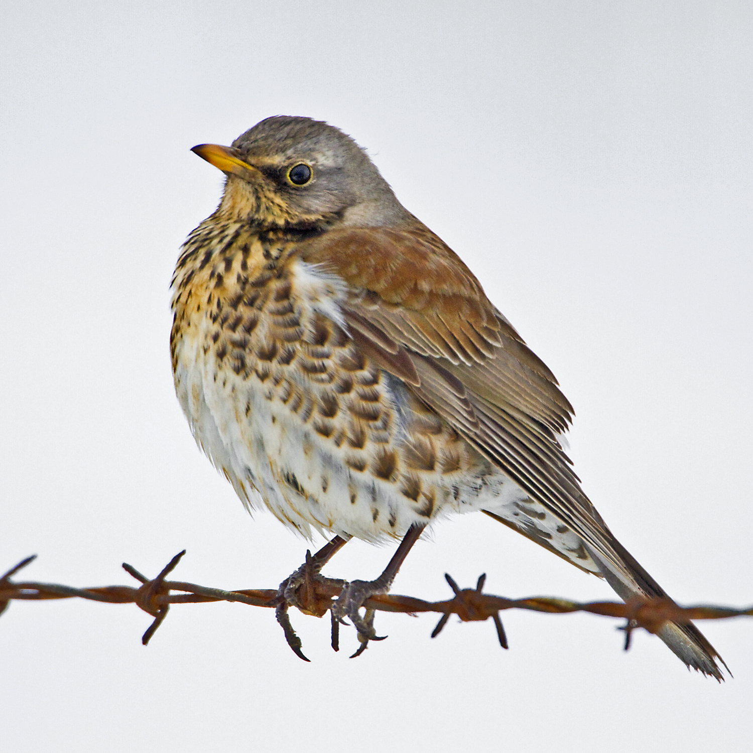PETER'S PORTFOLIO..............Bird & Wildlife Photography: Fieldfare