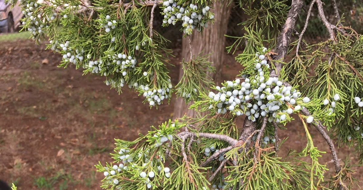 Benefits of Juniper