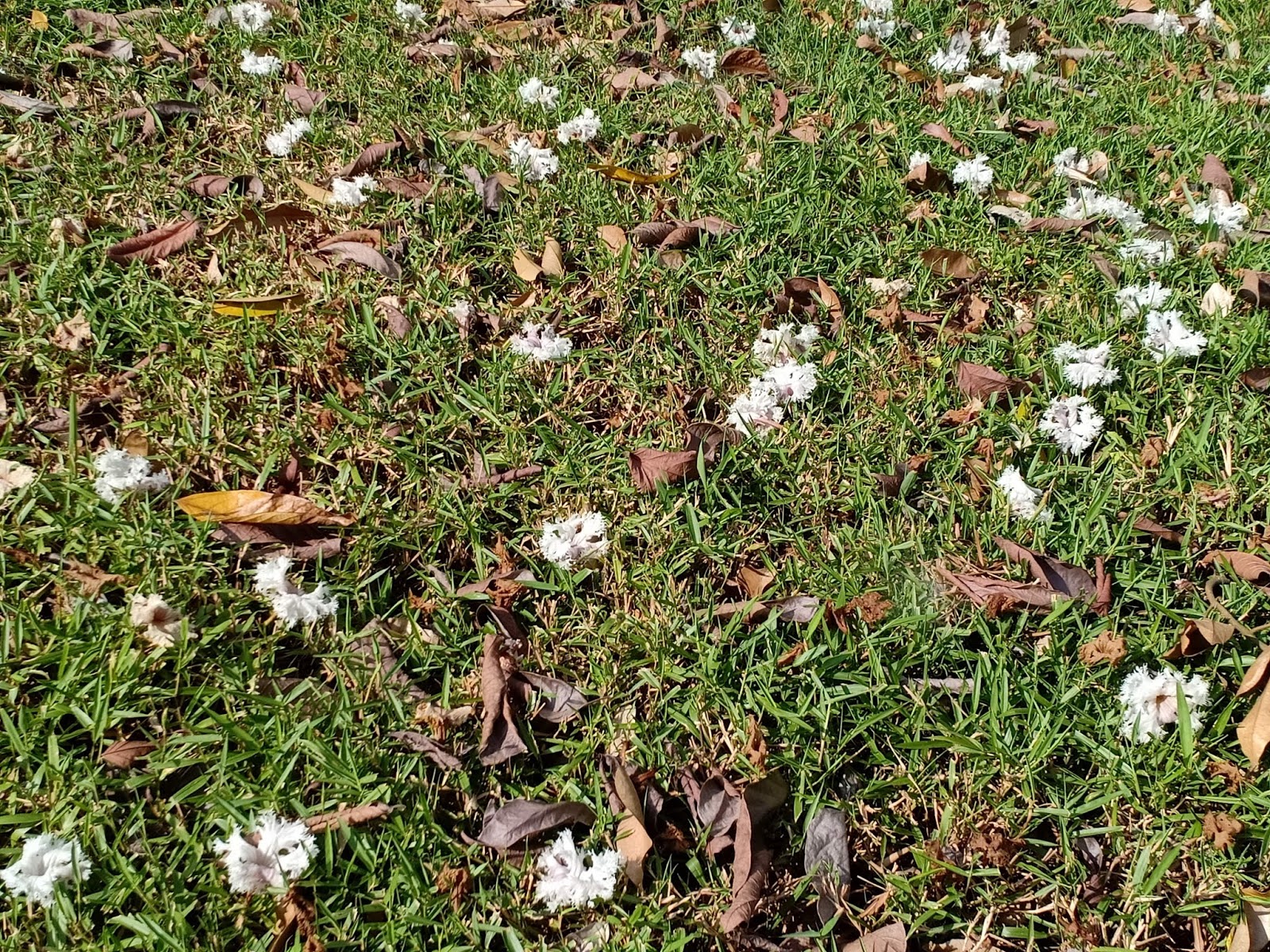 LEPAT LIAT BUNGA CHICHA