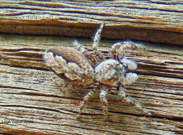 Photos by Leigh Goessl: Making friends with a brown furry spider