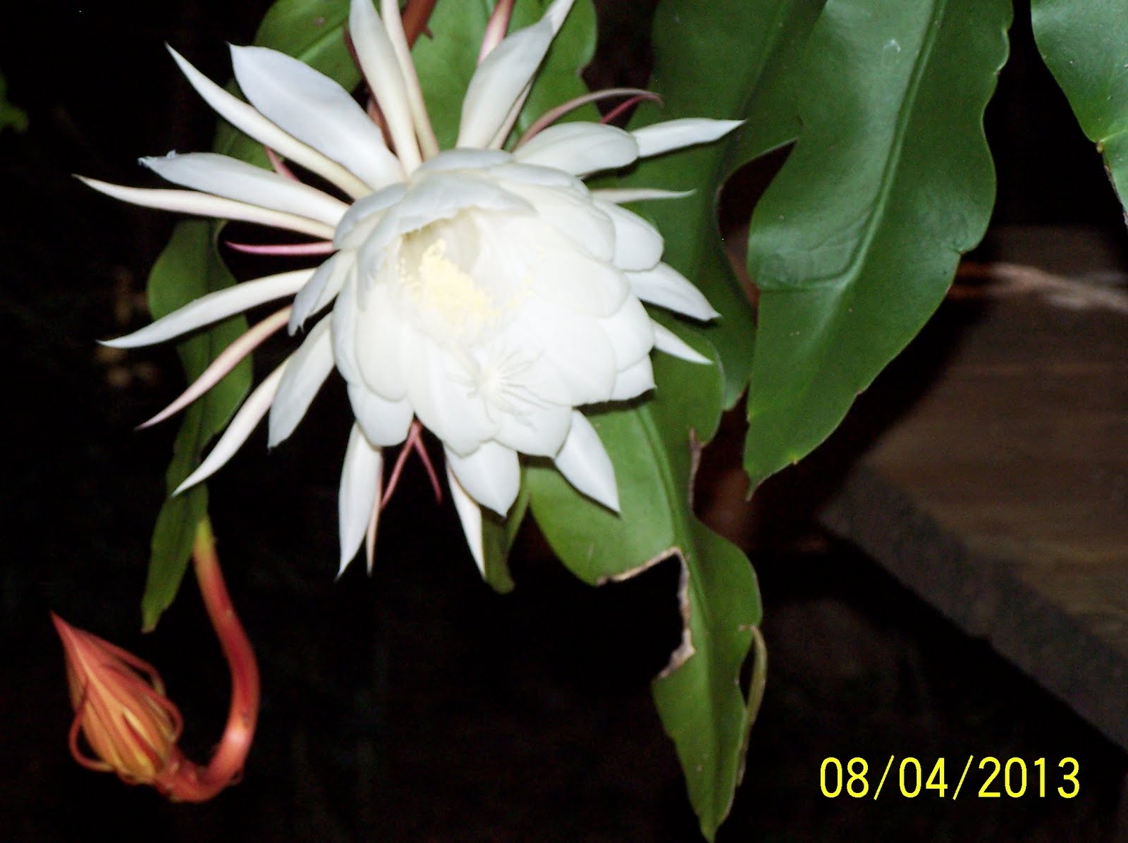 Lady Of The Night Plant - Plant Ideas