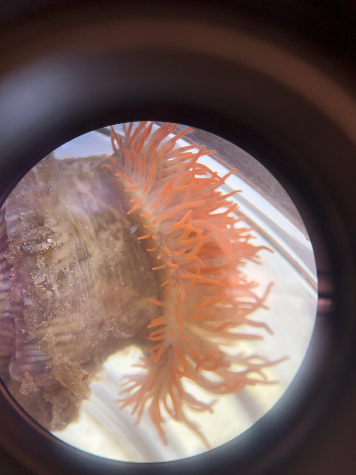 Phylum Porifera and Phylum Cnidaria Lab
