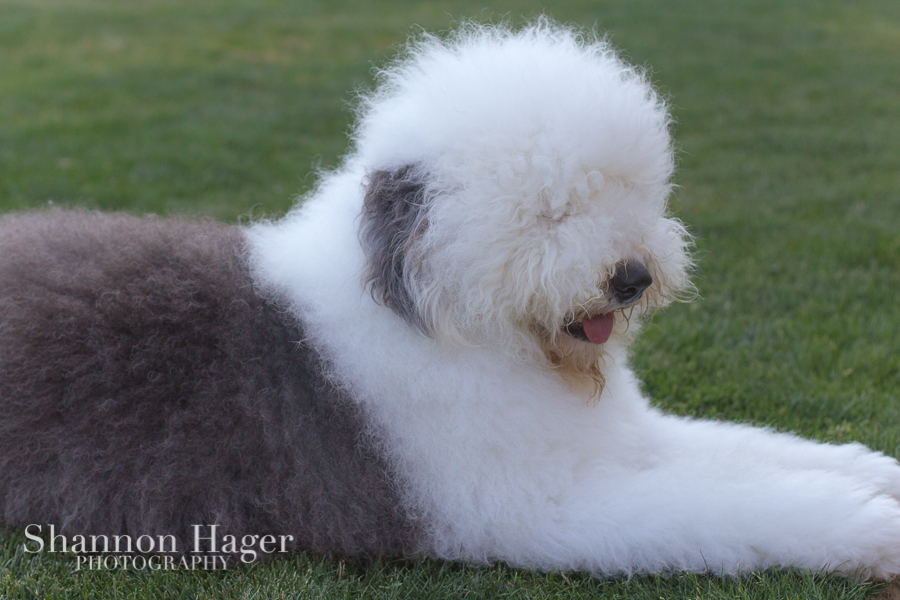 Enjoying Life With 4 Kids: Portland 2013- Playing with Fluffy Old ...