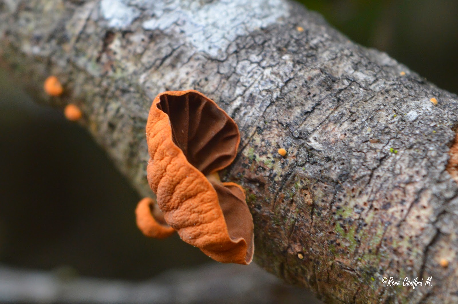 Hongos: Anthracophyllum discolor