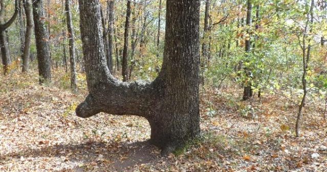 Great Warriors Path: Native Life: The Great Indian Warpath