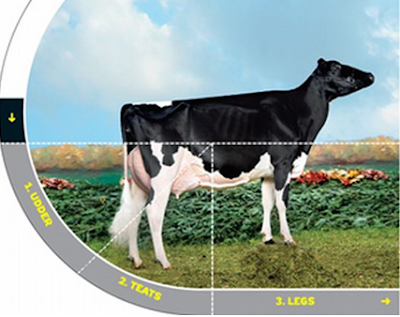 Spend Like A King: World’s Most Expensive Cow: Missy