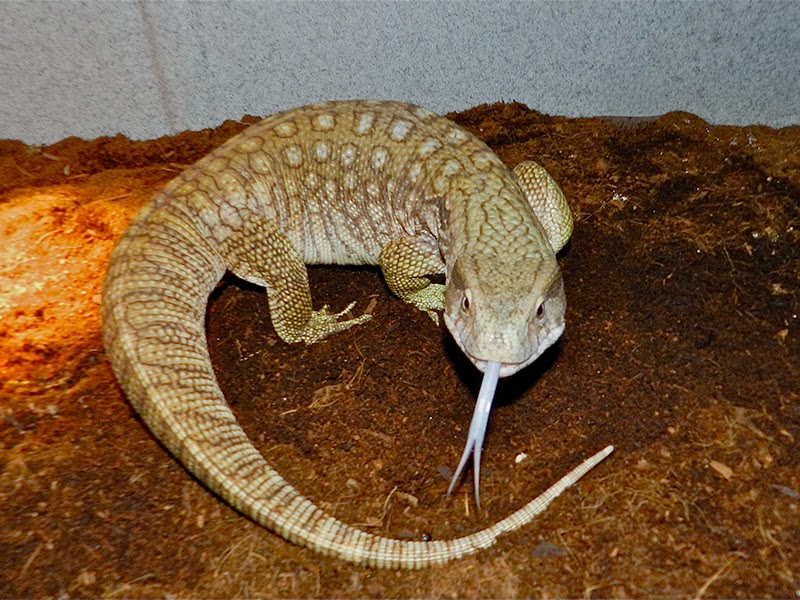 SAVANNAH MONITOR ~ R.J. Syahrulloh